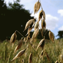 Avoine Bio - Avena sativa bio