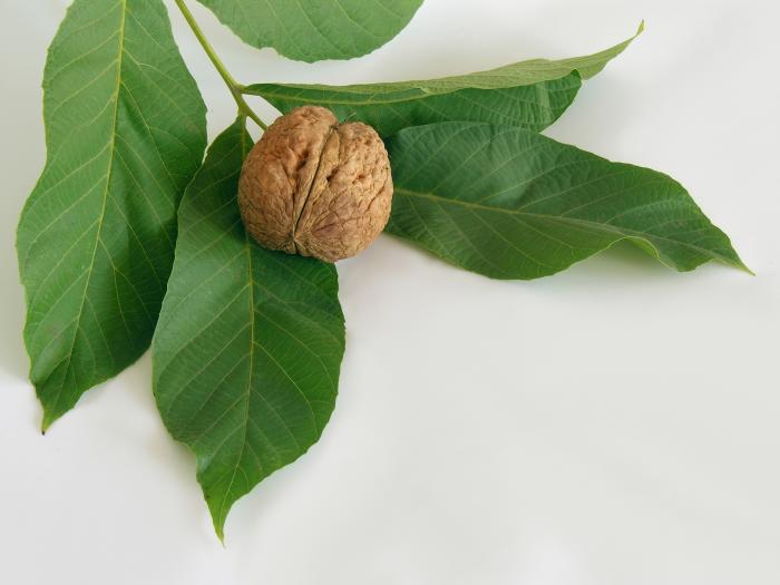 Noyer bio - Juglans regia bio